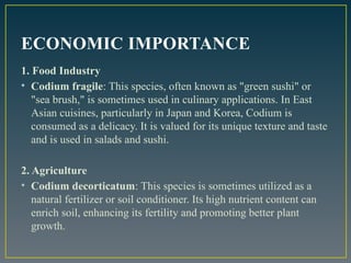 codium.pptxtygg7c6 uhh unn hhffvhhhjjgyh | PPTX