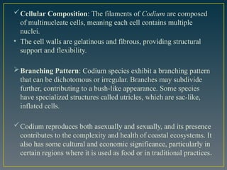 codium.pptxtygg7c6 uhh unn hhffvhhhjjgyh | PPTX