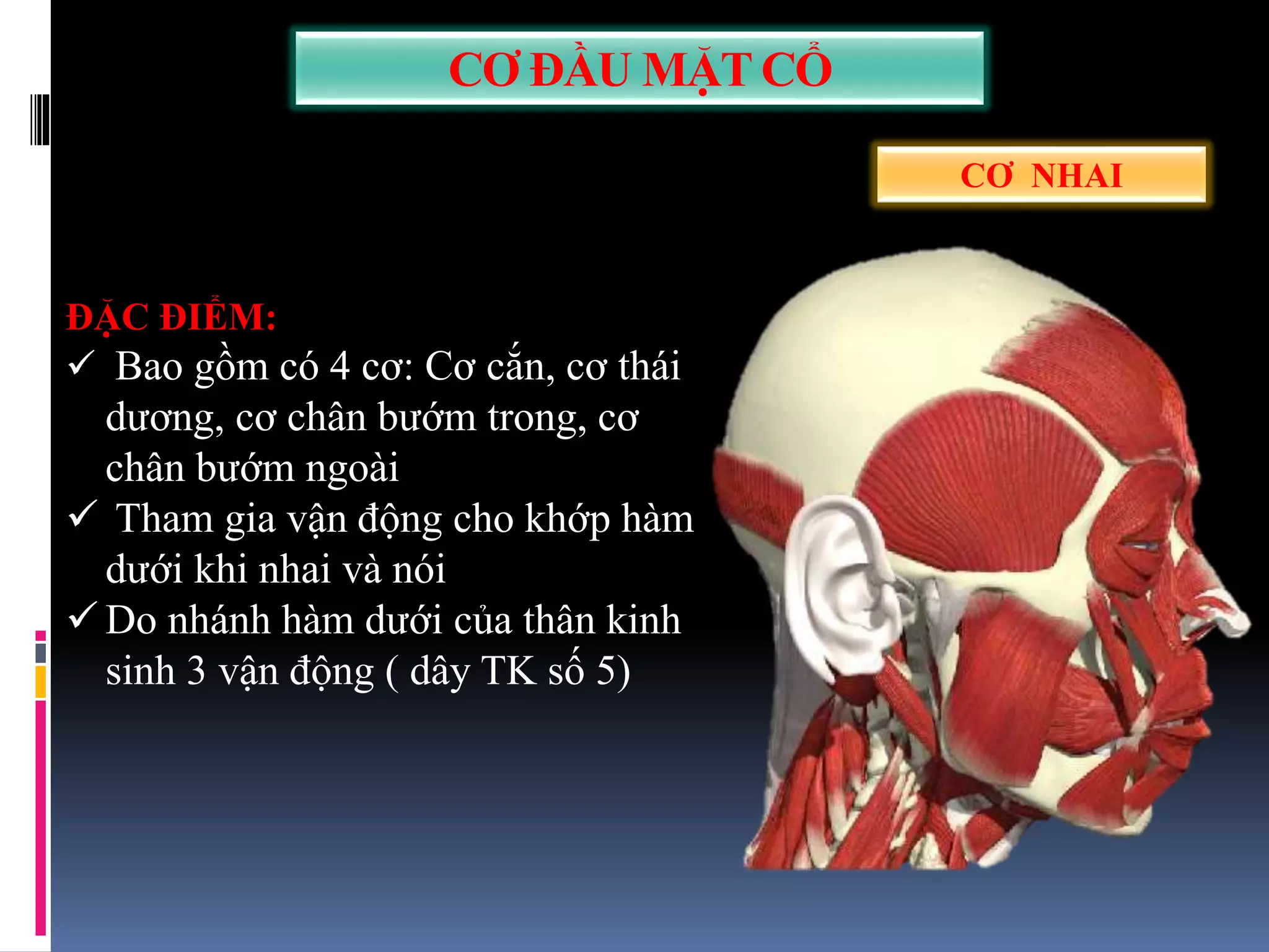 ĐHYHN | Giải phẫu | Cơ đầu mặt cổ | PPSX