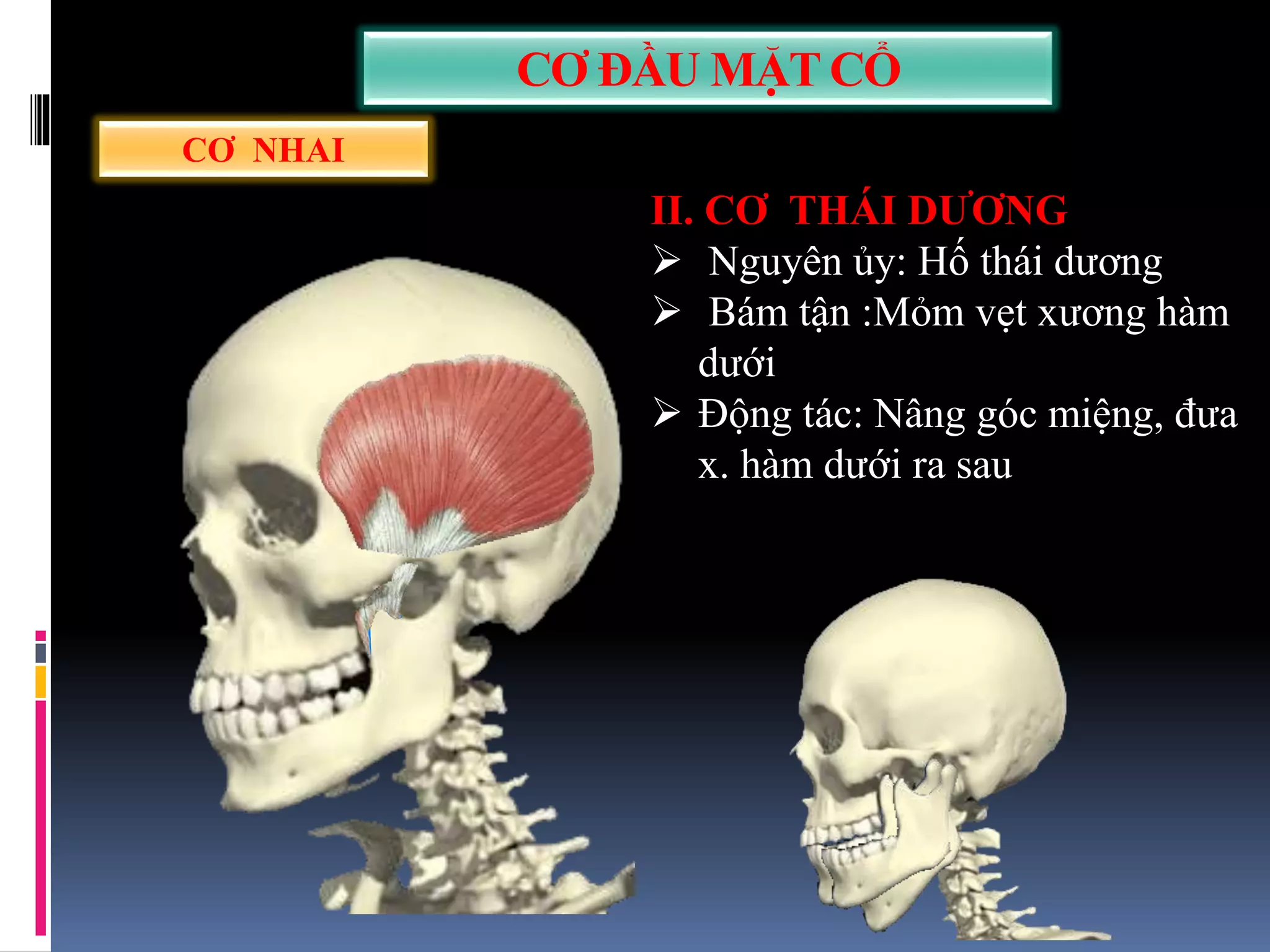 ĐHYHN | Giải phẫu | Cơ đầu mặt cổ | PPSX