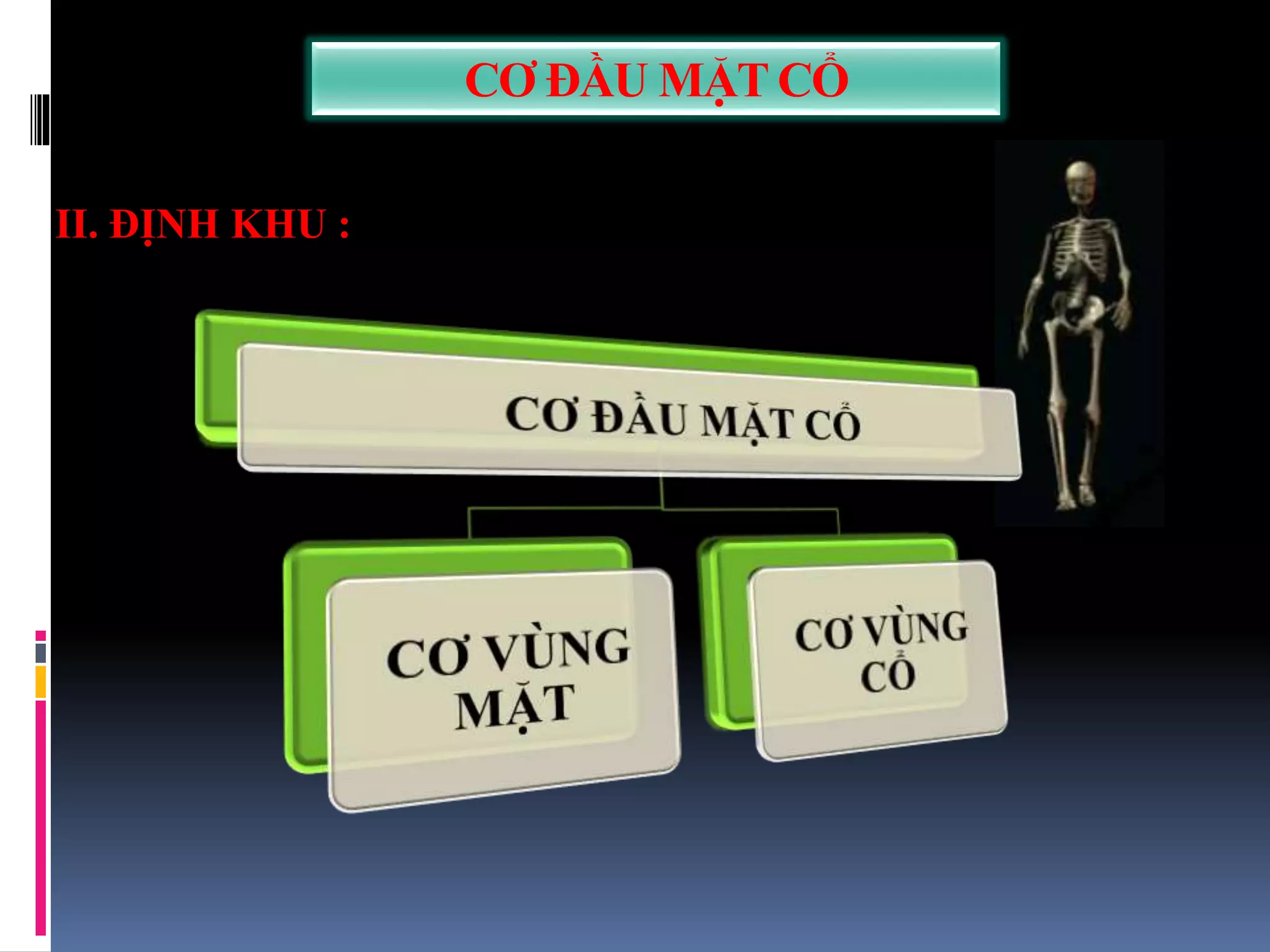 ĐHYHN | Giải phẫu | Cơ đầu mặt cổ | PPSX