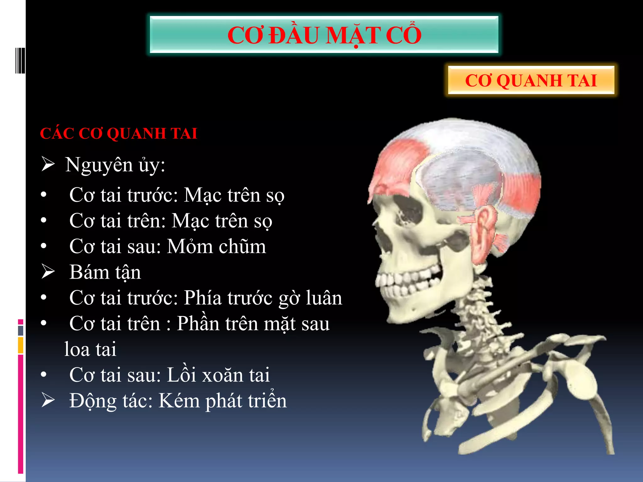 ĐHYHN | Giải phẫu | Cơ đầu mặt cổ | PPSX