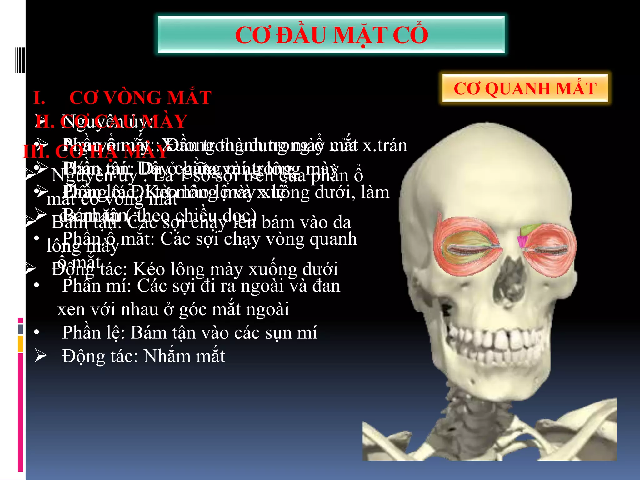 ĐHYHN | Giải phẫu | Cơ đầu mặt cổ | PPSX