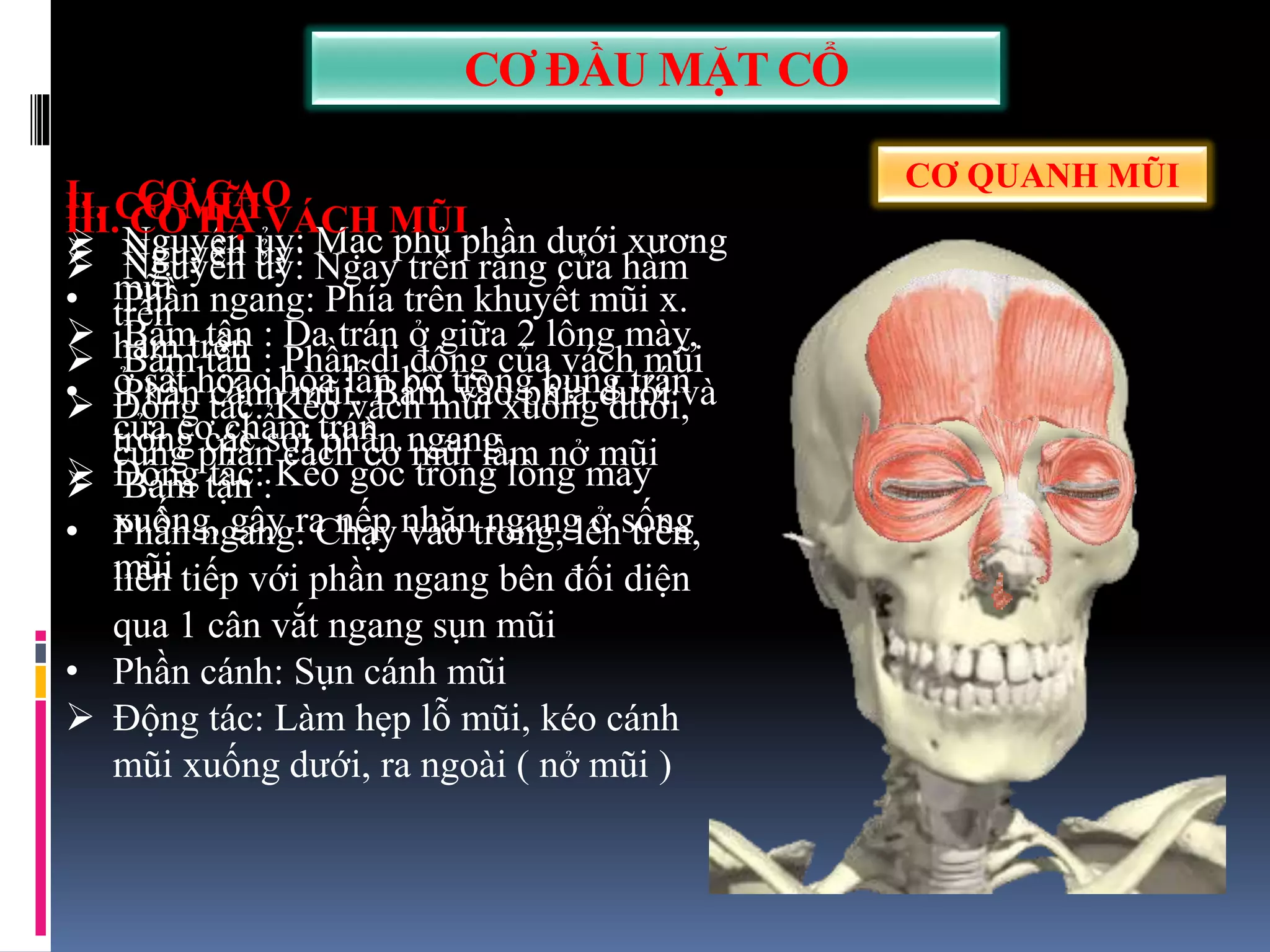 ĐHYHN | Giải phẫu | Cơ đầu mặt cổ | PPSX