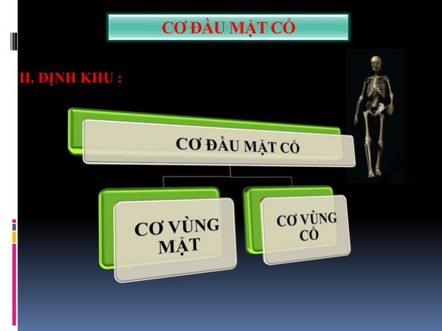 ĐHYHN | Giải phẫu | Cơ đầu mặt cổ | PPSX