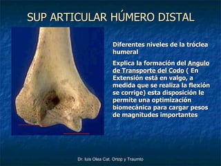 Codo | PPT
