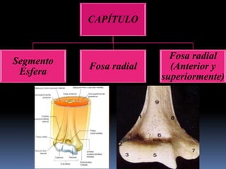 Articulación del Codo | PPTX