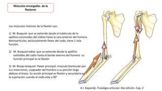 Biomecanica del codo y sus estabilizadores | PPTX