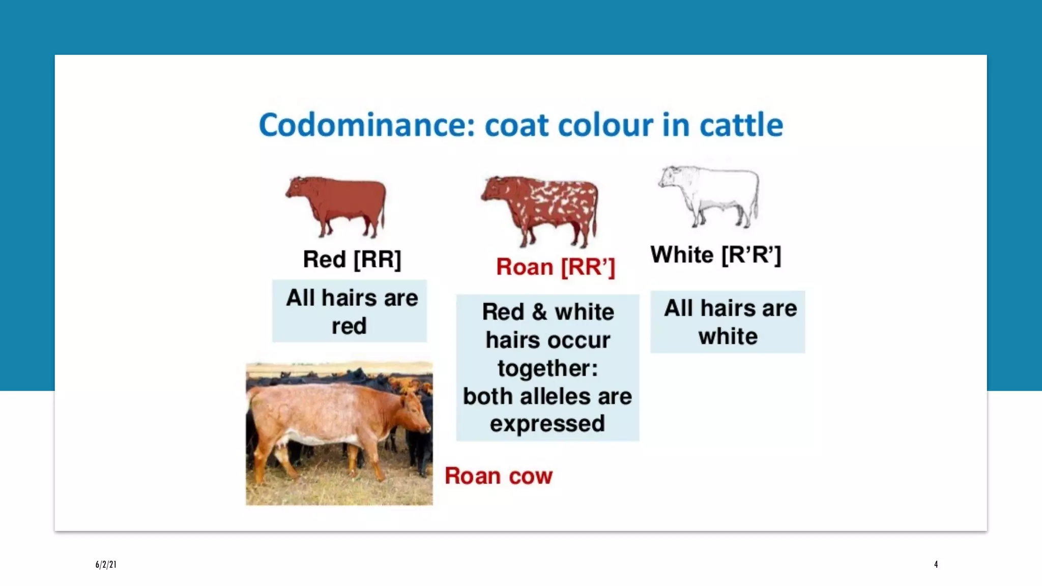 Plant Cytogenetics:Codominace ppt | PDF
