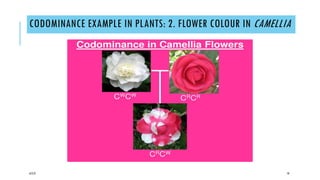 Plant Cytogenetics:Codominace ppt | PDF