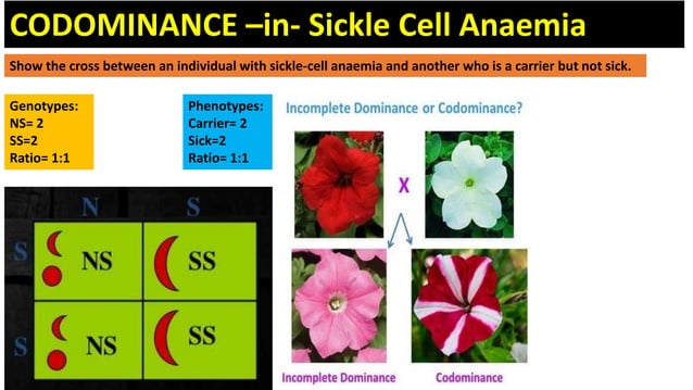 Codominance | PPTX