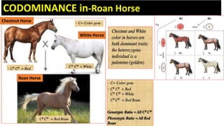 Codominance In Horses
