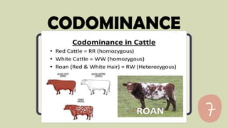 CODOMINANCE.pptx