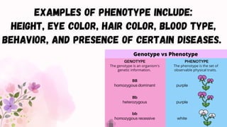 Co dominance ppt, index,alleles , example of codominance.. | PDF