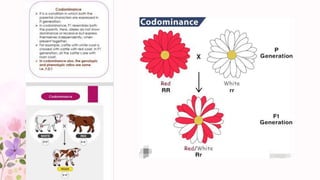 Co dominance ppt, index,alleles , example of codominance.. | PDF