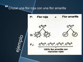 Codominancia | PPTX