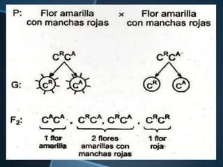 Codominancia | PPTX