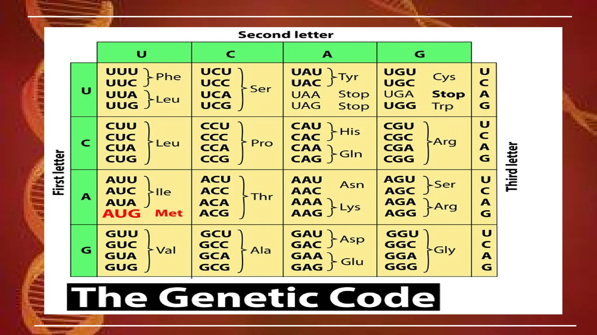 codon-and-amino-acid-presentatiooon.pptx