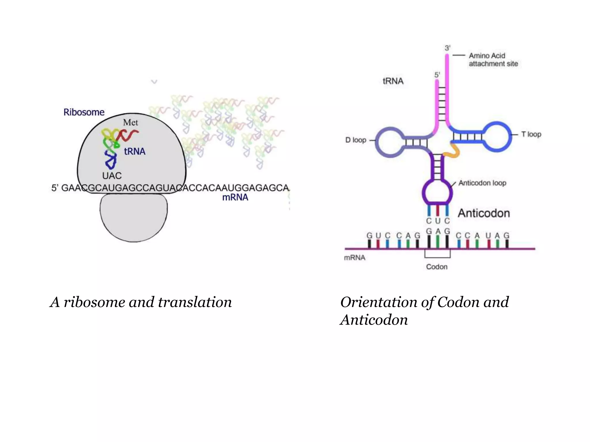 Codon bias as a means to fine tune gene | PPTX