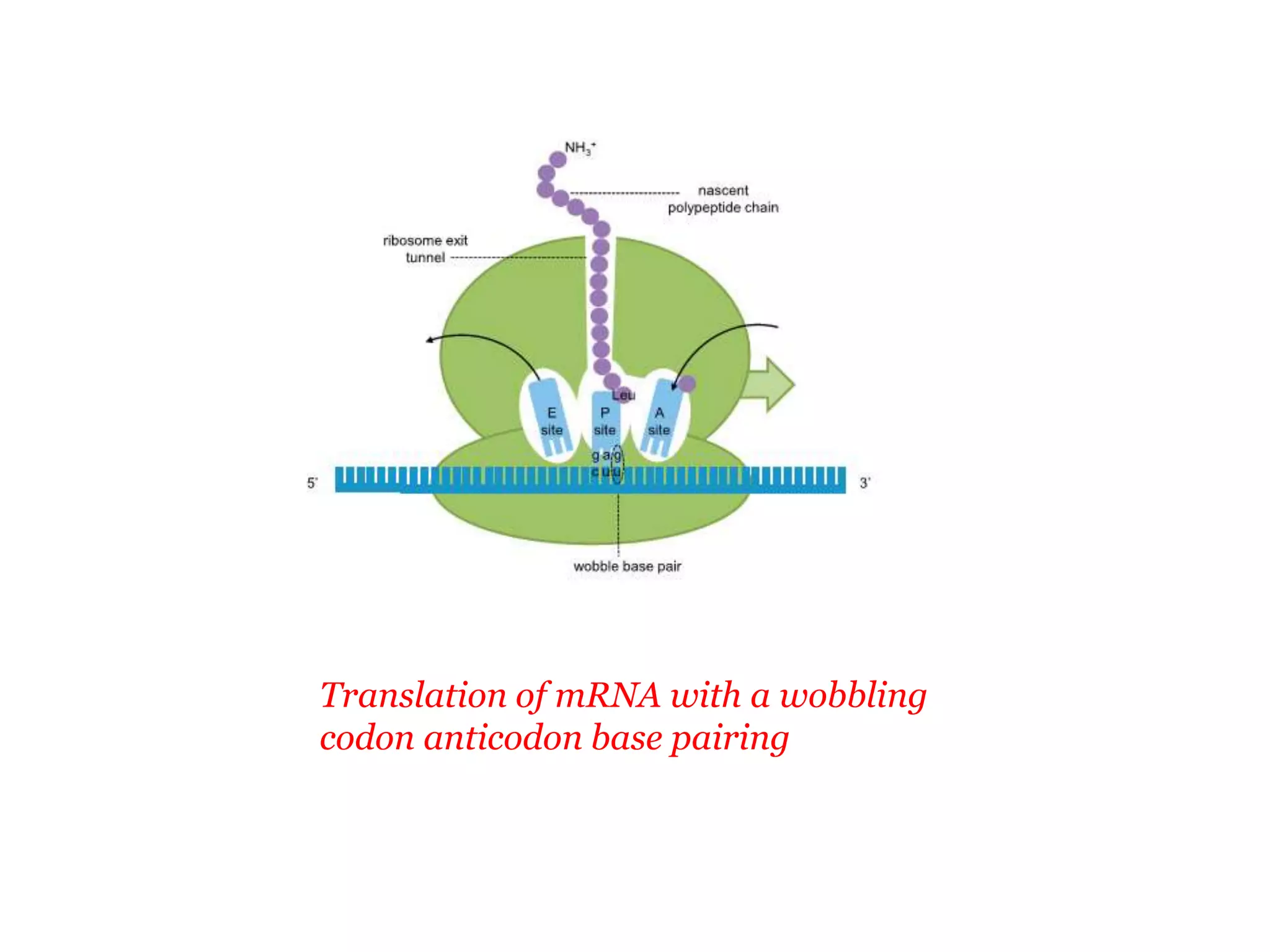 Codon bias as a means to fine tune gene | PPTX