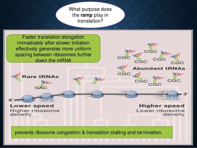 best presentation on codon bias and its appliaction