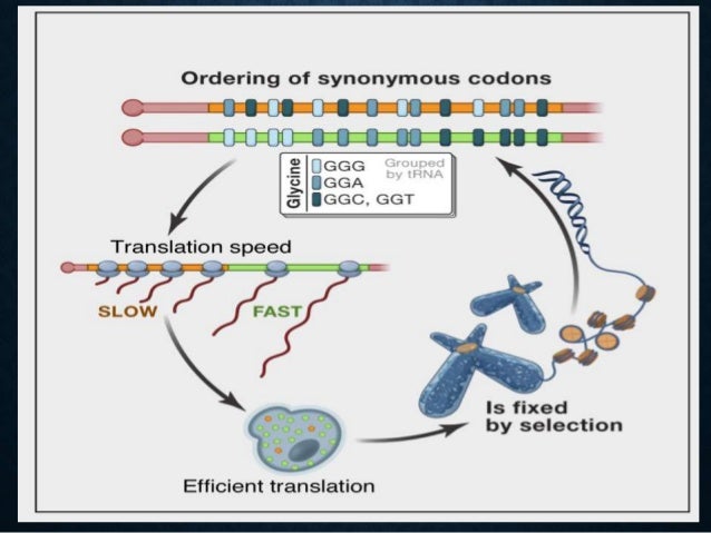 best presentation on codon bias and its appliaction