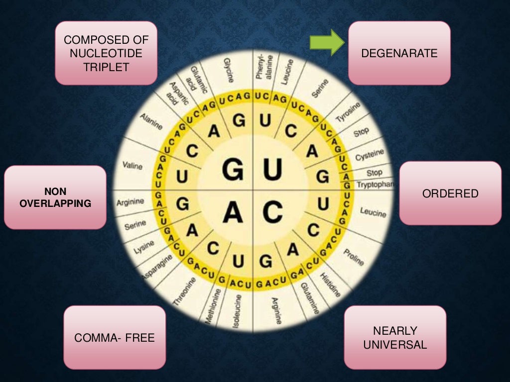 best presentation on codon bias and its appliaction