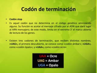 Codones inicion y terminacion | PPTX
