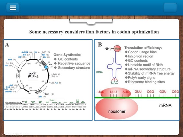 Codon optimization-Creative Biogene | PPT