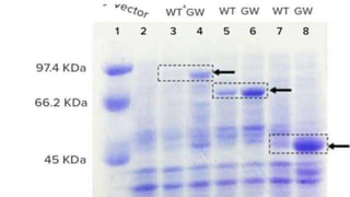 codon_optimization | PPTX