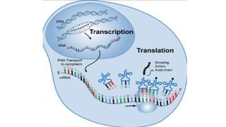 codon_optimization | PPTX