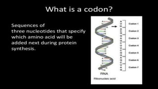 codon_optimization | PPTX