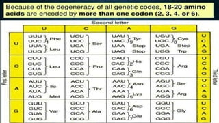 codon_optimization | PPTX