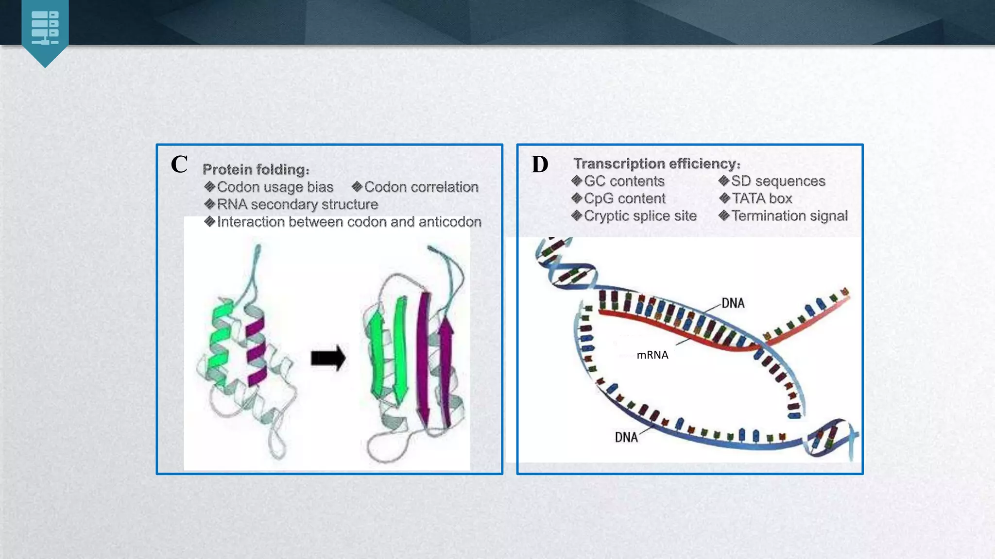 Codons Optimization by Creative Biogene | PPT