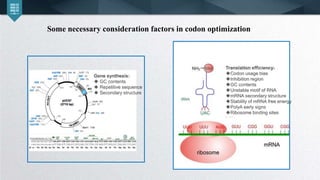 Codons Optimization by Creative Biogene | PPT