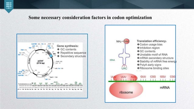 Codons Optimization by Creative Biogene | PPT