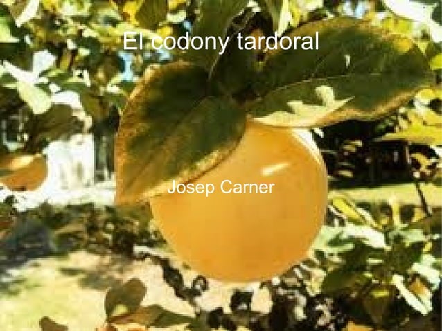 Codony | ODP