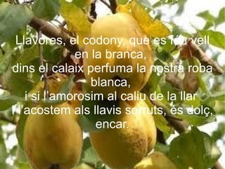 Codony | ODP