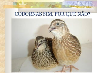 Codornas sim, por que não | PPT