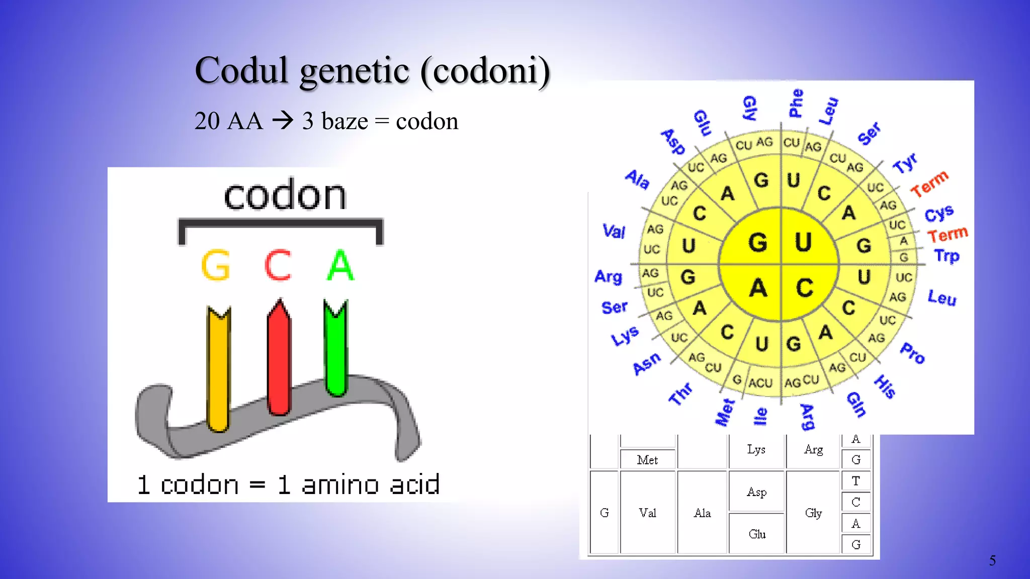 Codul genetic xiii | PPTX
