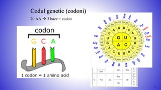 Codul genetic xiii | PPTX