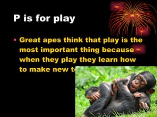 Great Ape Research | PPT