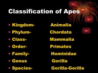 Great Ape Research | PPT