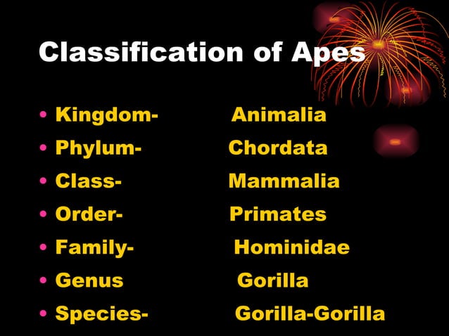 Great Ape Research | PPT