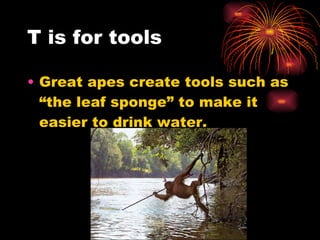 Great Ape Research | PPT