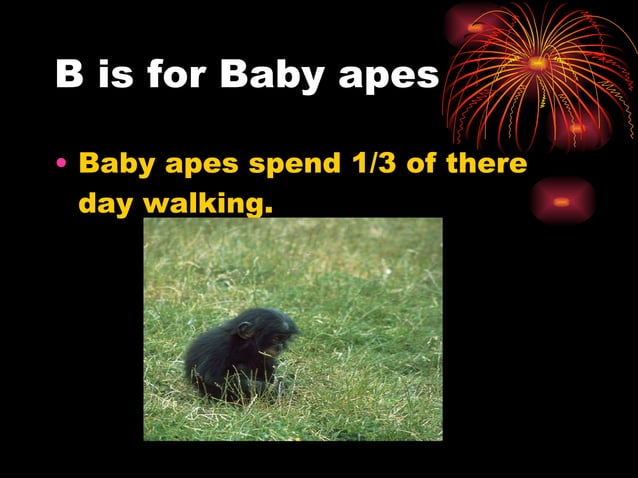 Great Ape Research | PPT