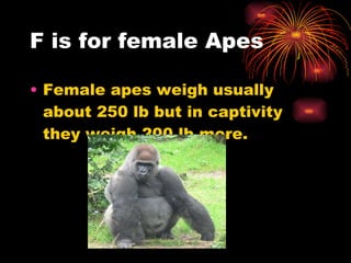 Great Ape Research | PPT