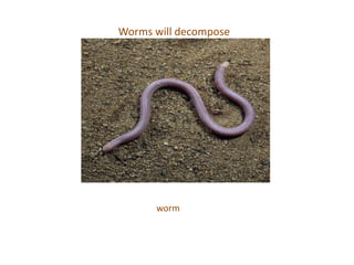 Cody’s haiku poem | PPT