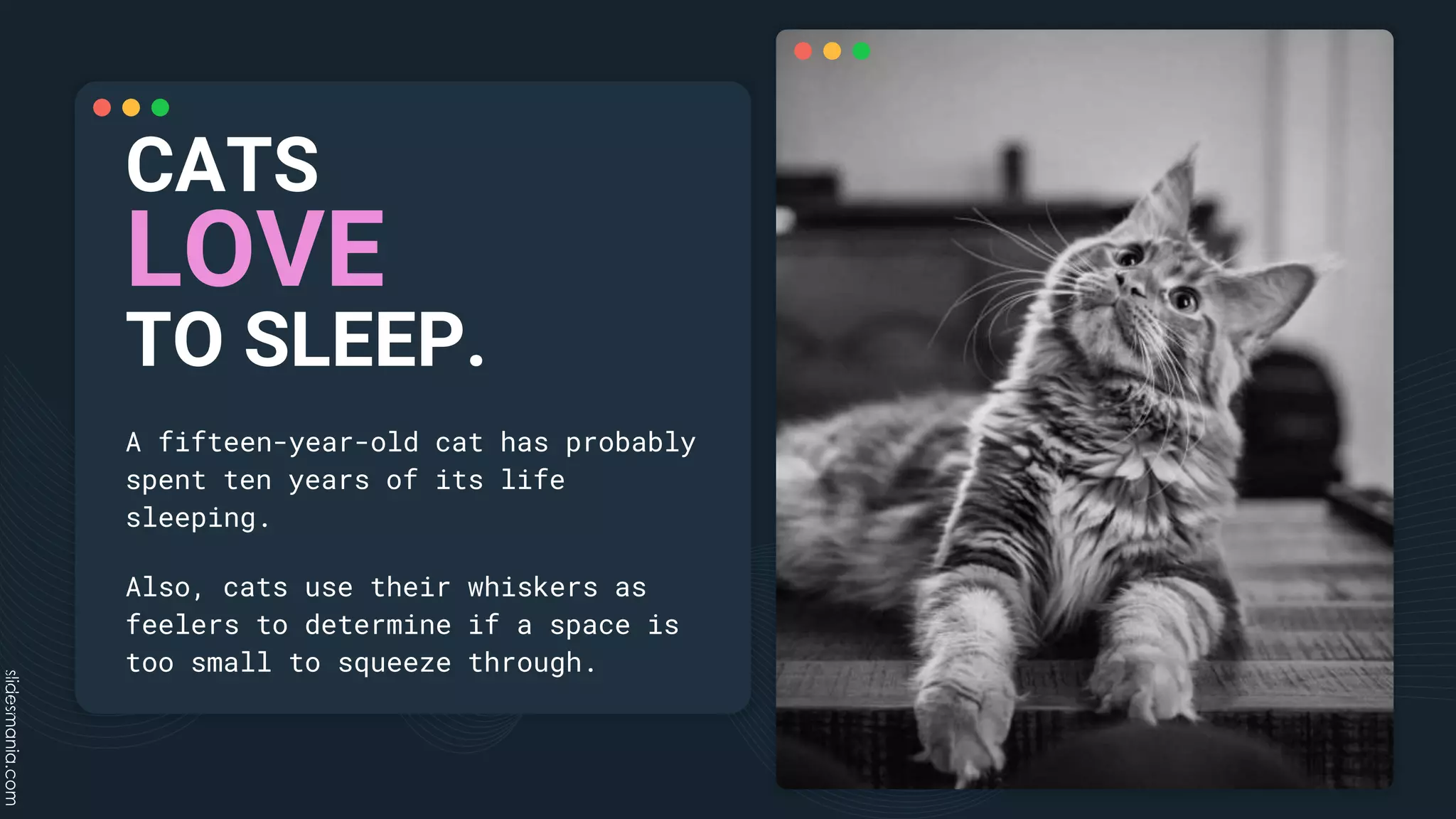 Cody · SlidesMania.pptx | Cats | Pets