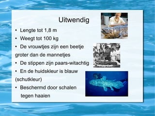 Coelacant v1.1 | PPT